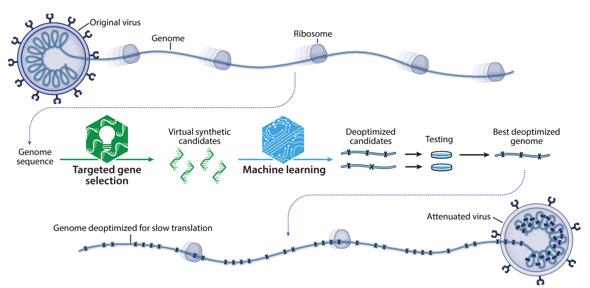 Approach. Precision is power. | Codagenix